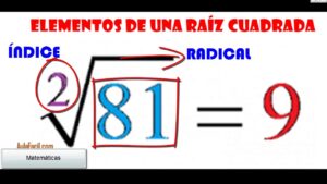 Partes de una raiz matematica